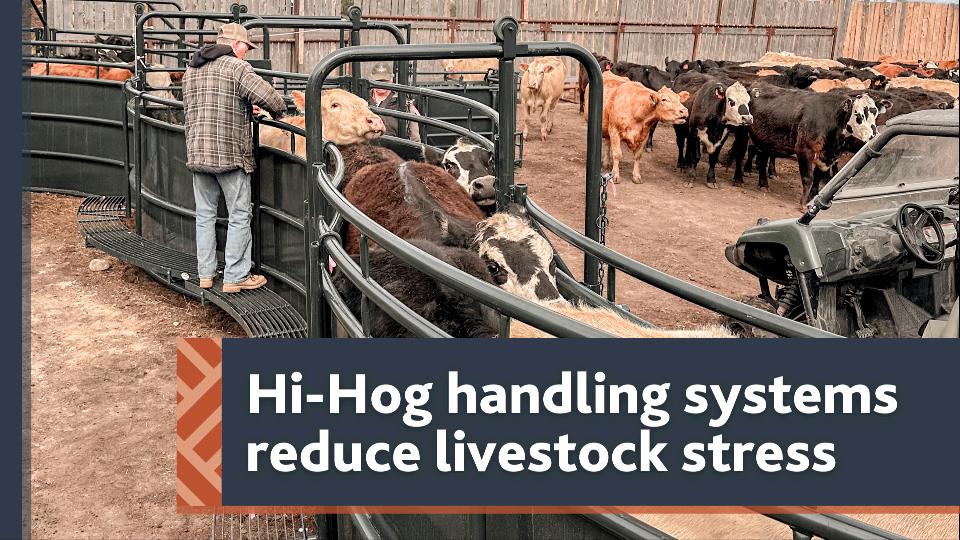 Hi-Hog handling systems reduce stress for cattle & handlers | Moose Jaw ...